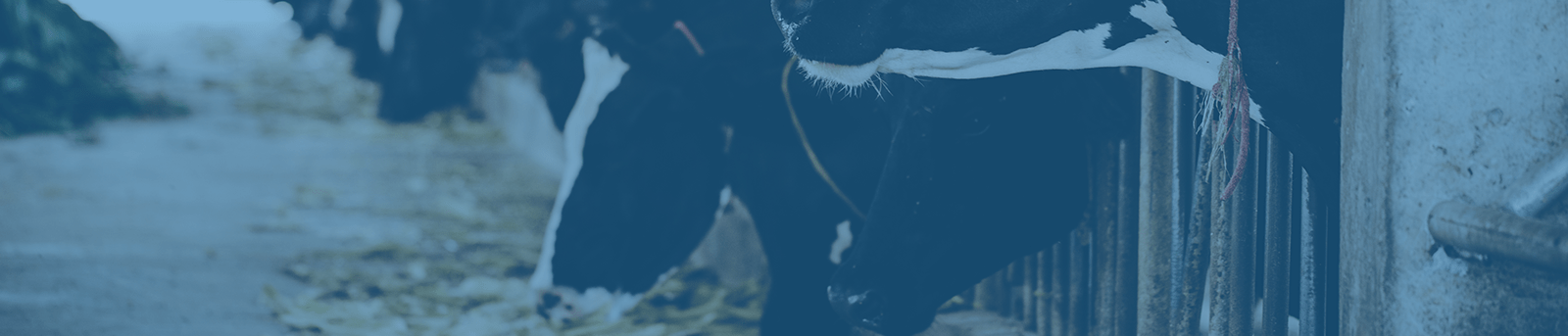 Quality Assurance For Animal Feed Optimization | Microtrace Solution